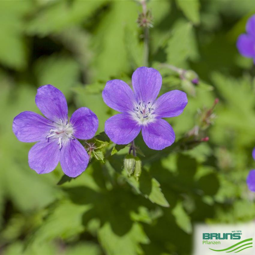 Geranium sylvaticum 'Mayflower' von Bruns Pflanzen