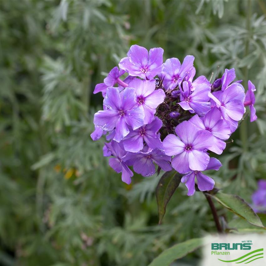 Phlox paniculata 'Blue Paradise' von Bruns Pflanzen