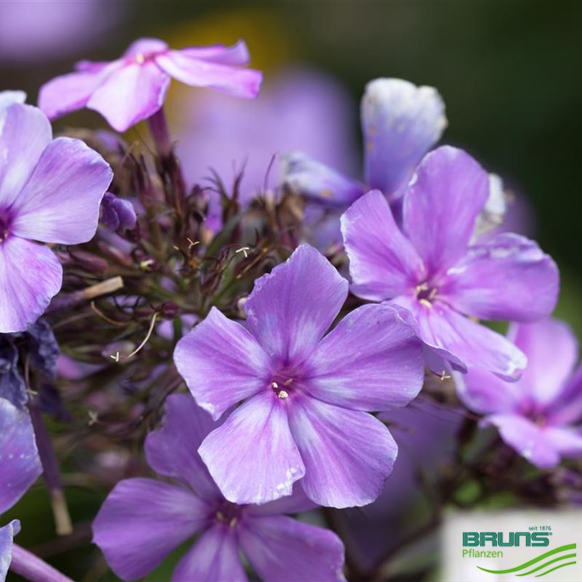 Phlox paniculata 'Blue Paradise' von Bruns Pflanzen