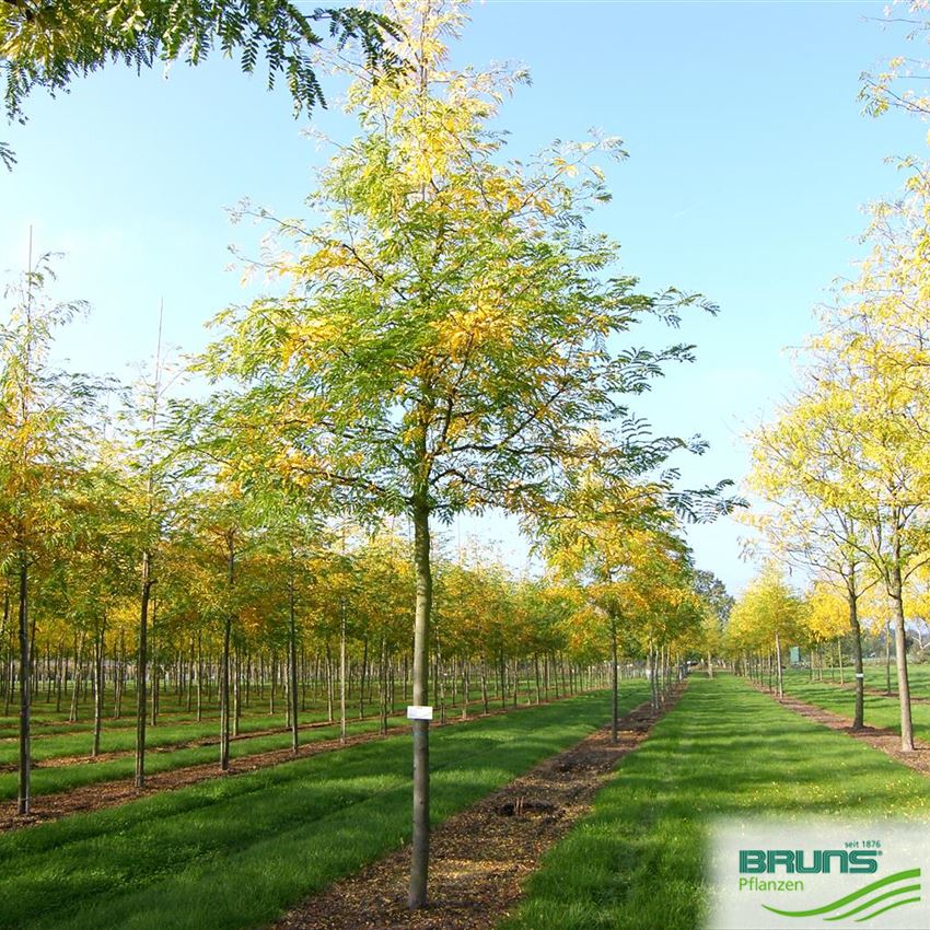 Gleditsia triacanthos 'Sunburst', Gold-Gleditschie von Bruns Pflanzen