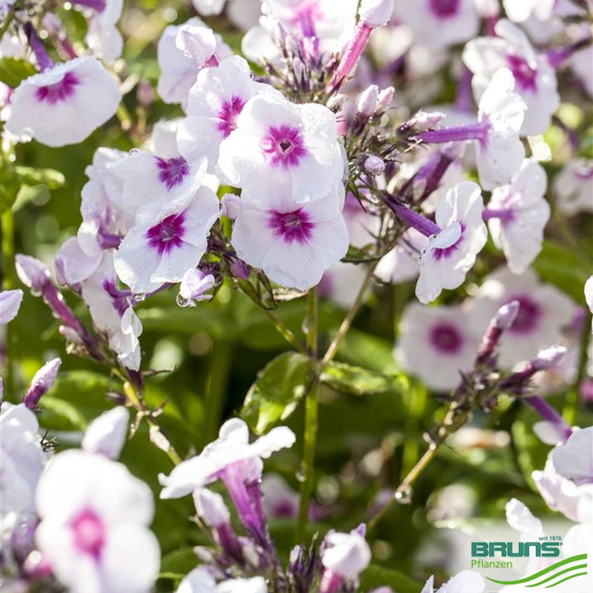 Phlox paniculata 'Bright Eyes' von Bruns Pflanzen