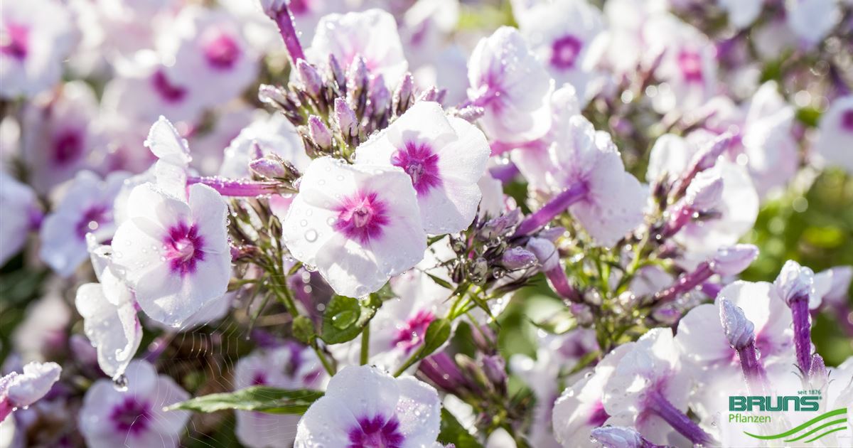 Phlox paniculata 'Bright Eyes' von Bruns Pflanzen