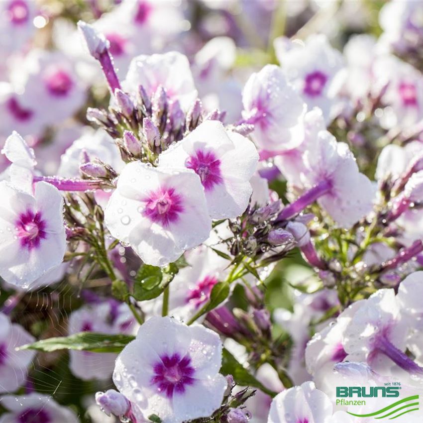Phlox paniculata 'Bright Eyes' von Bruns Pflanzen
