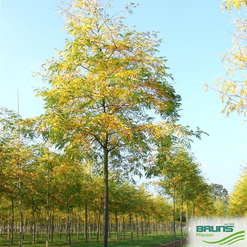 Gleditsia triacanthos 'Sunburst', Gold-Gleditschie von Bruns Pflanzen