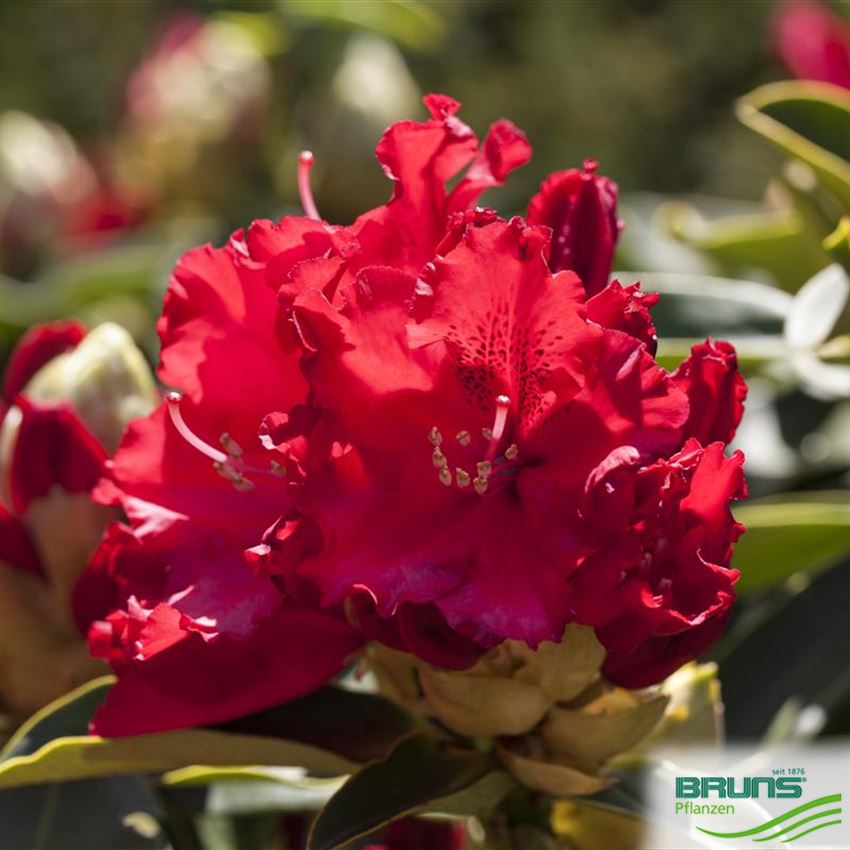 Rhododendron Inkarho (R) 'Wilgens Ruby' von Bruns Pflanzen