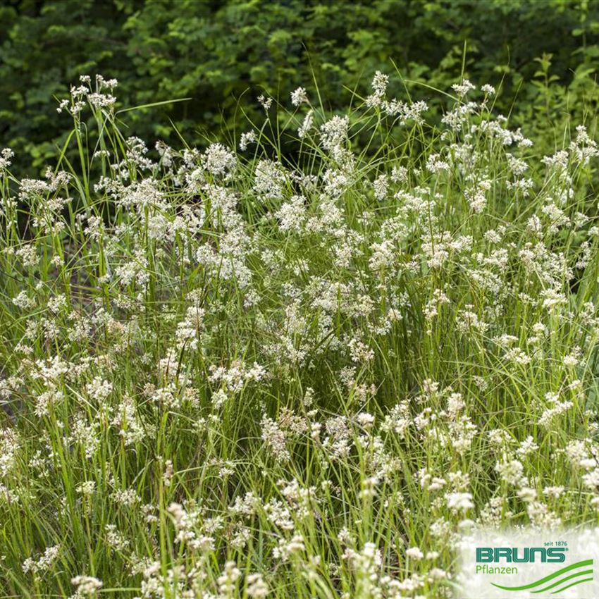 Luzula nivea von Bruns Pflanzen