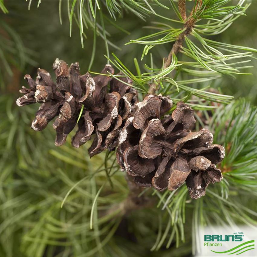 Pinus parviflora 'Tempelhof' von Bruns Pflanzen