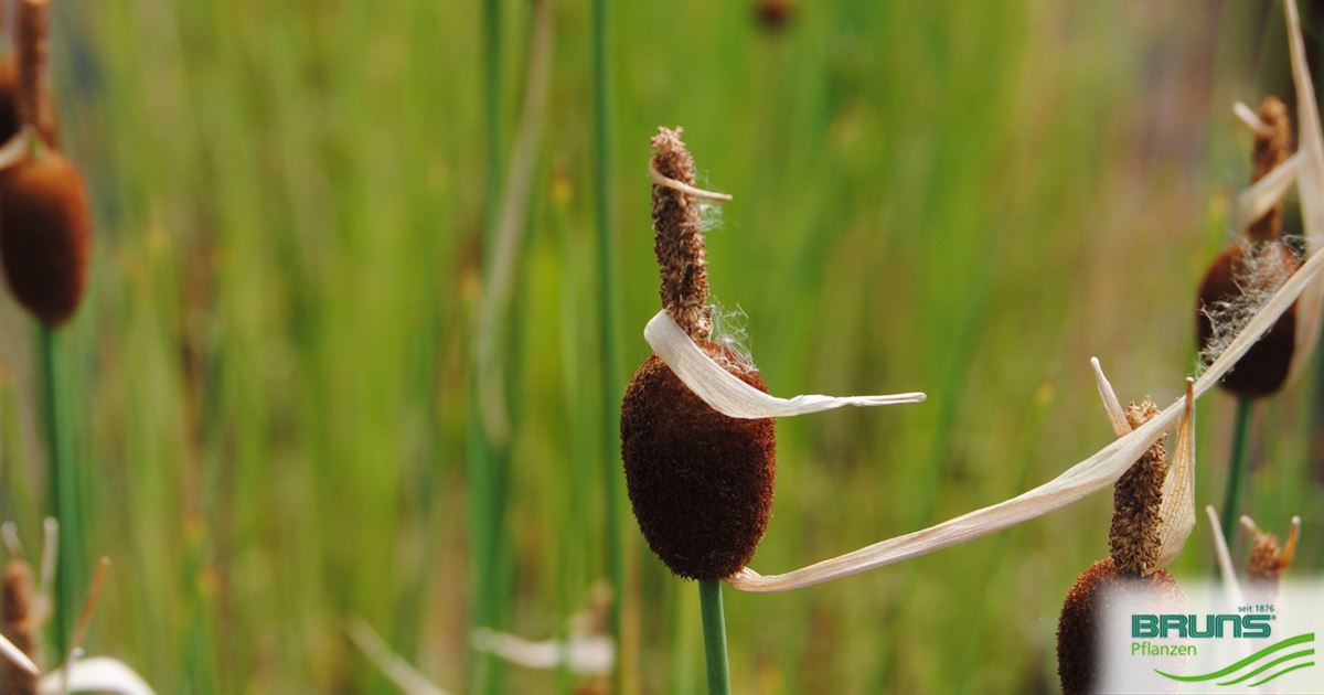 Typha minima, Dwarf Reedmace von Bruns Pflanzen