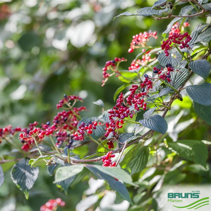 Viburnum lantana, Wayfaring tree von Bruns Pflanzen