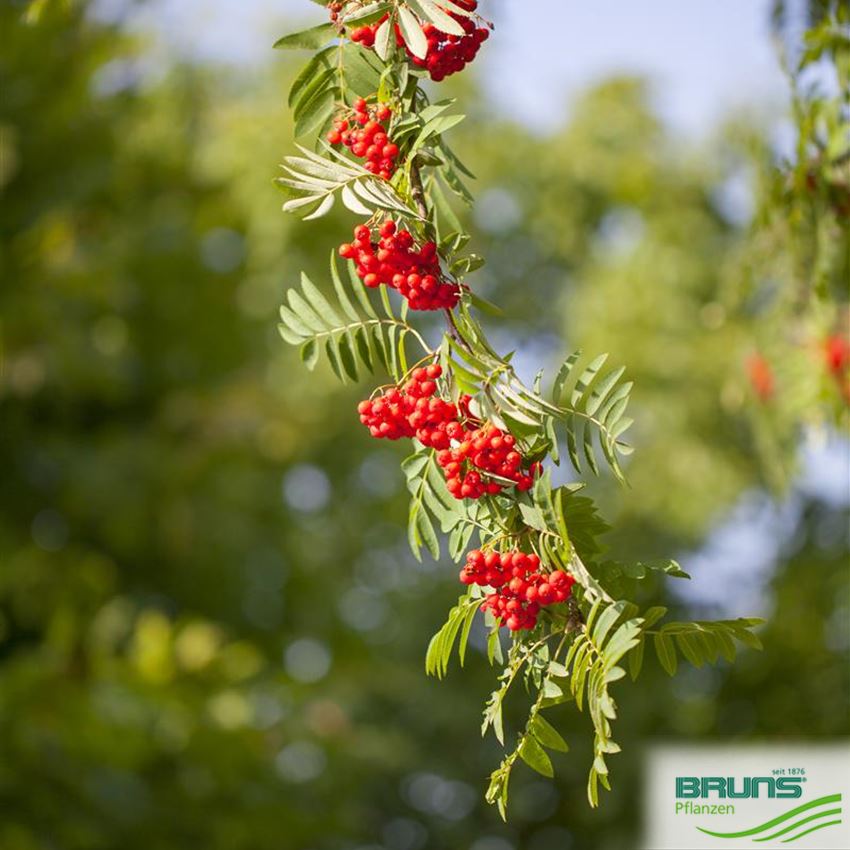 Sorbus aucuparia, Eberesche, Vogelbeere von Bruns Pflanzen