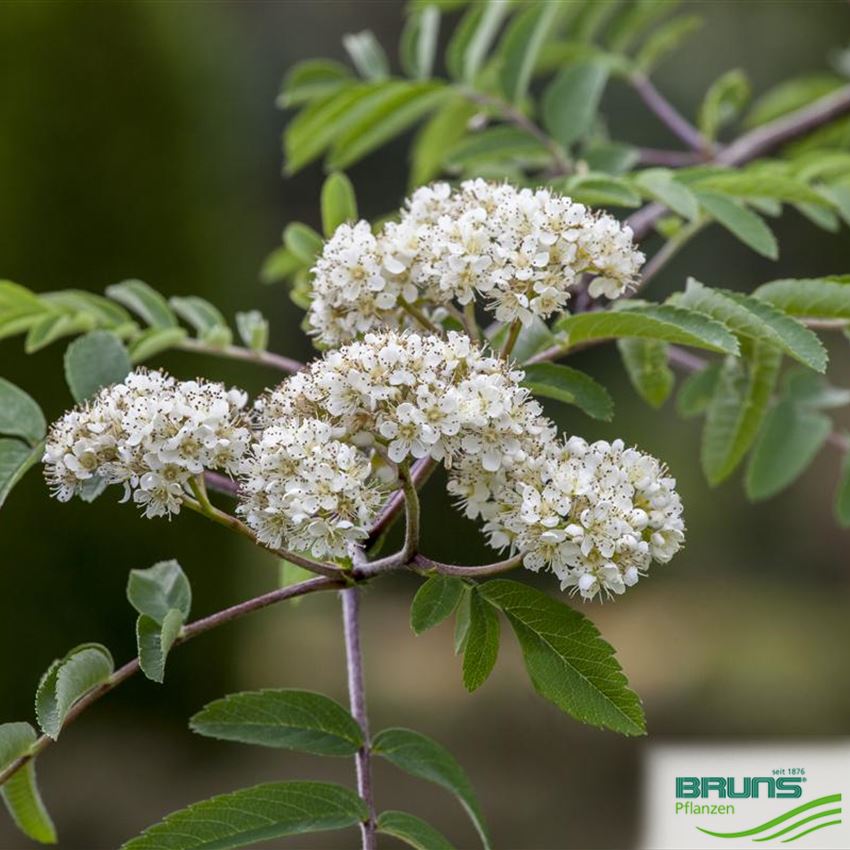 Sorbus aucuparia, Eberesche, Vogelbeere von Bruns Pflanzen
