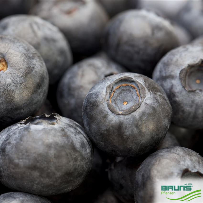 Vaccinium myrtillus, Heidelbeere von Bruns Pflanzen