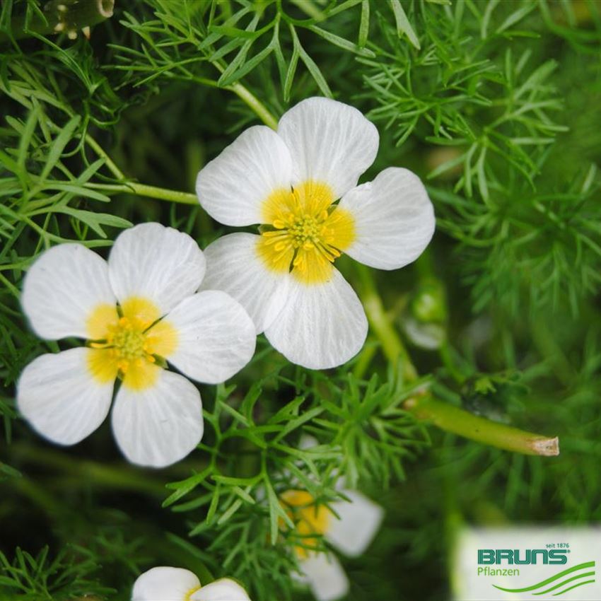 Ranunculus aquatilis, Water Buttercup von Bruns Pflanzen