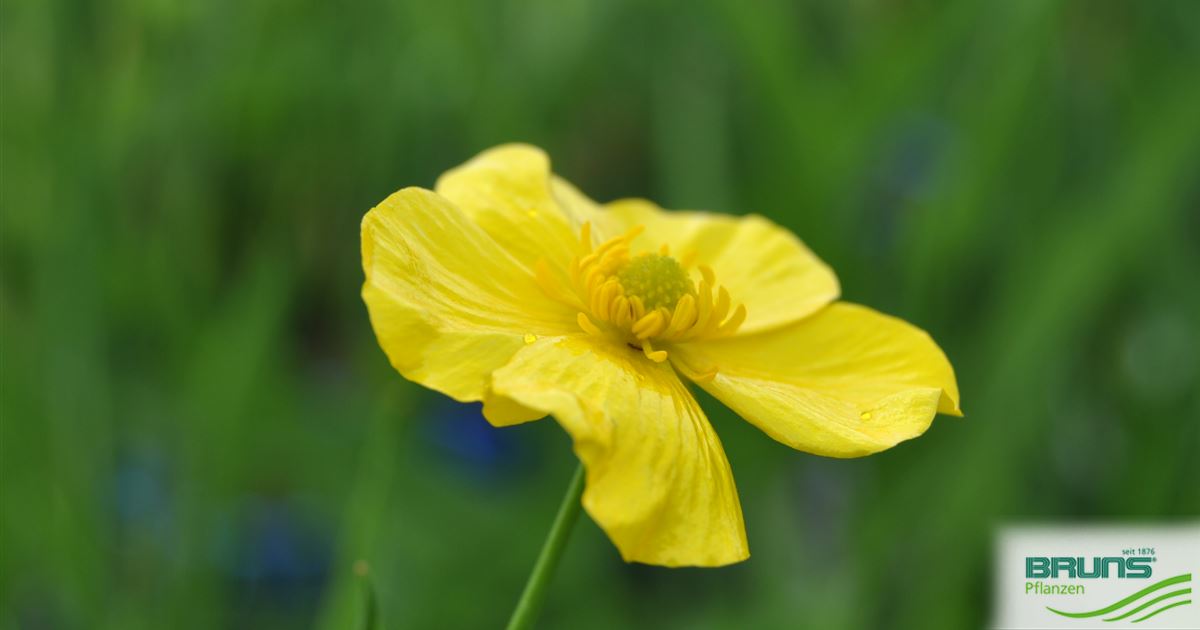 Ranunculus lingua, native Great Spearwort von Bruns Pflanzen