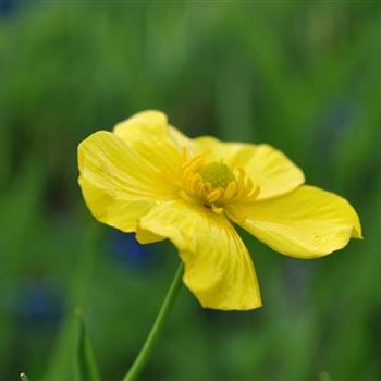 Ranunculus lingua, native Great Spearwort von Bruns Pflanzen