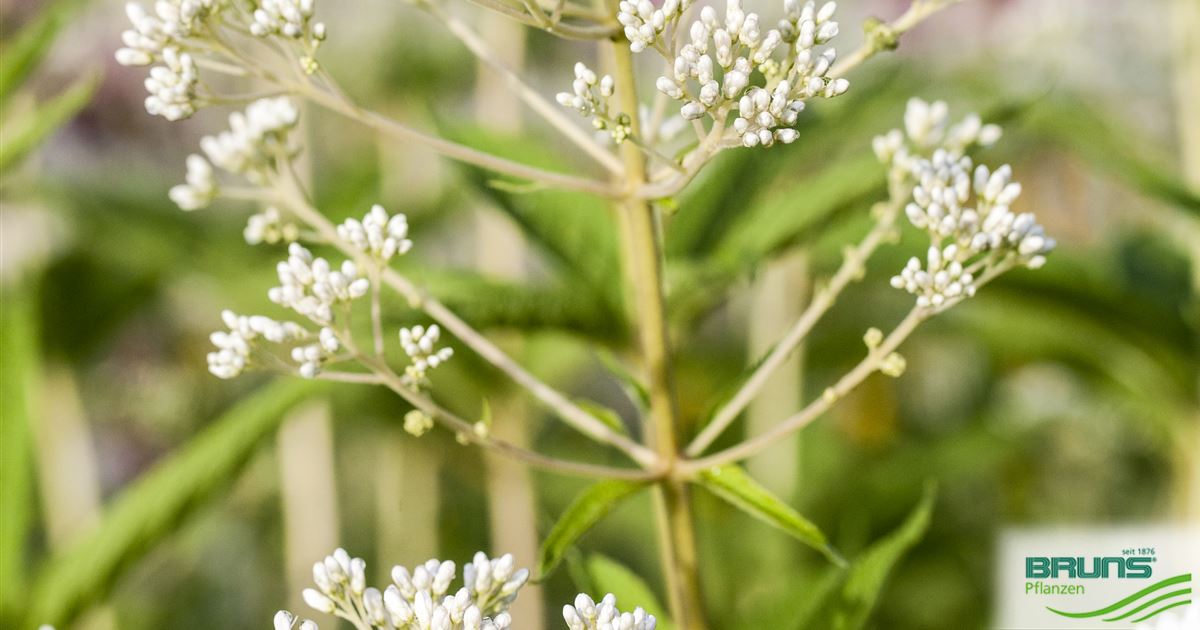 Eupatorium fistulosum 'Album' von Bruns Pflanzen