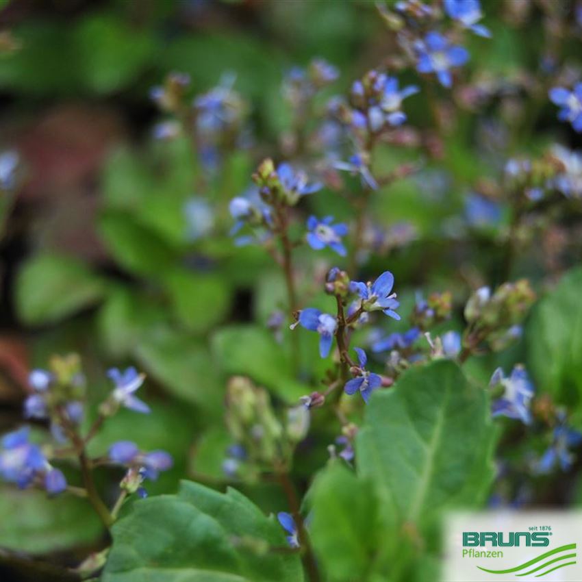 Veronica beccabunga, Brooklime von Bruns Pflanzen