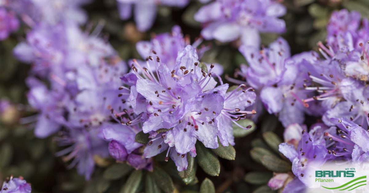 Rhododendron impeditum von Bruns Pflanzen