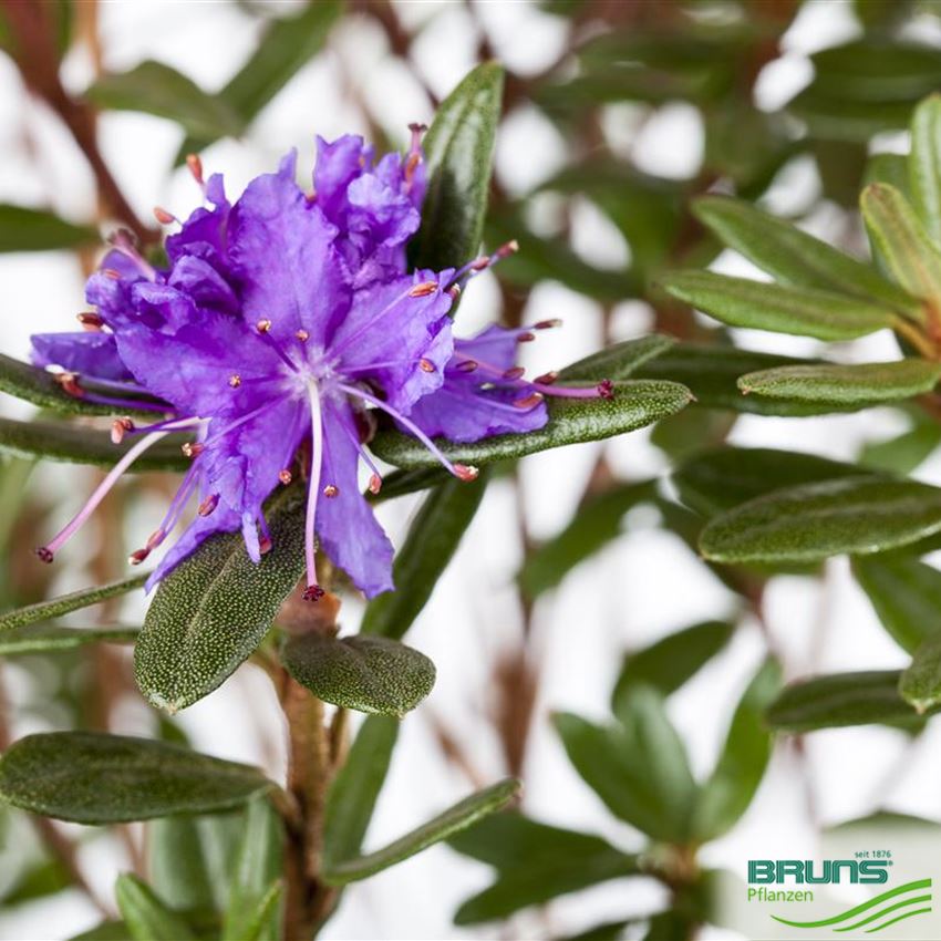 Rhododendron impeditum 'Azurika' von Bruns Pflanzen
