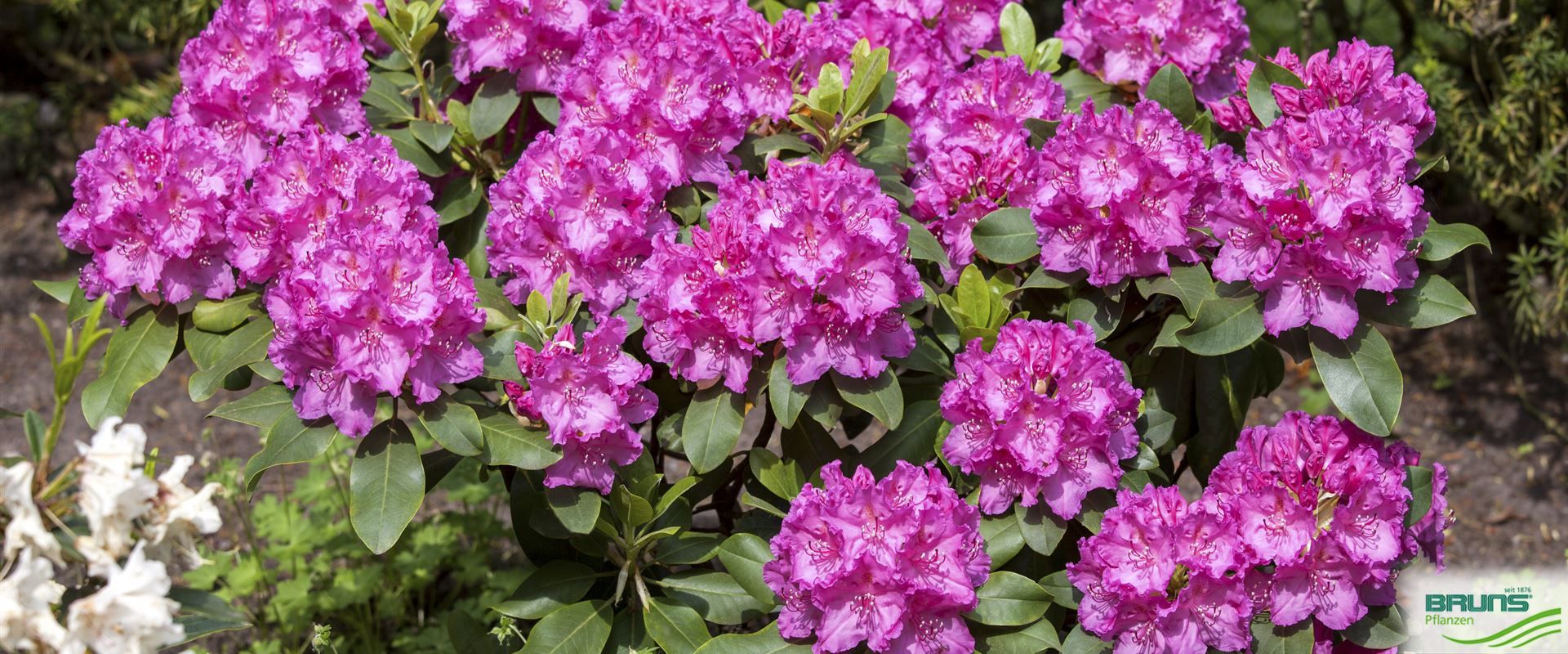 RHODODENDRON INKARHO (R) 'CLAUDINE' von Bruns Pflanzen