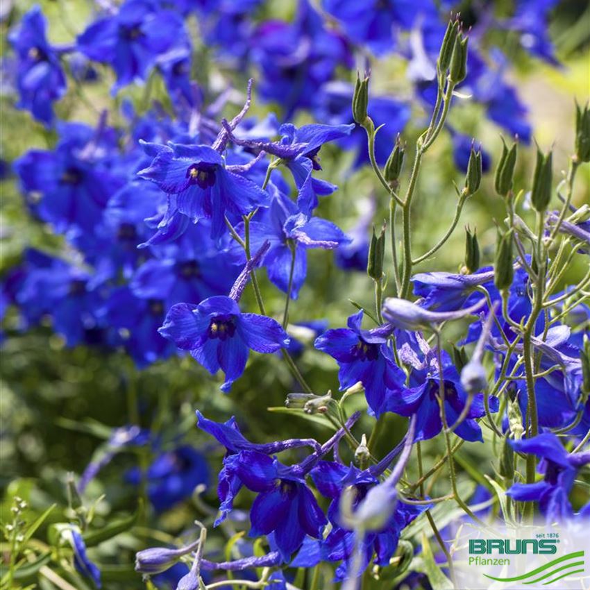 Delphinium bell. 'Voelkerfrieden' von Bruns Pflanzen