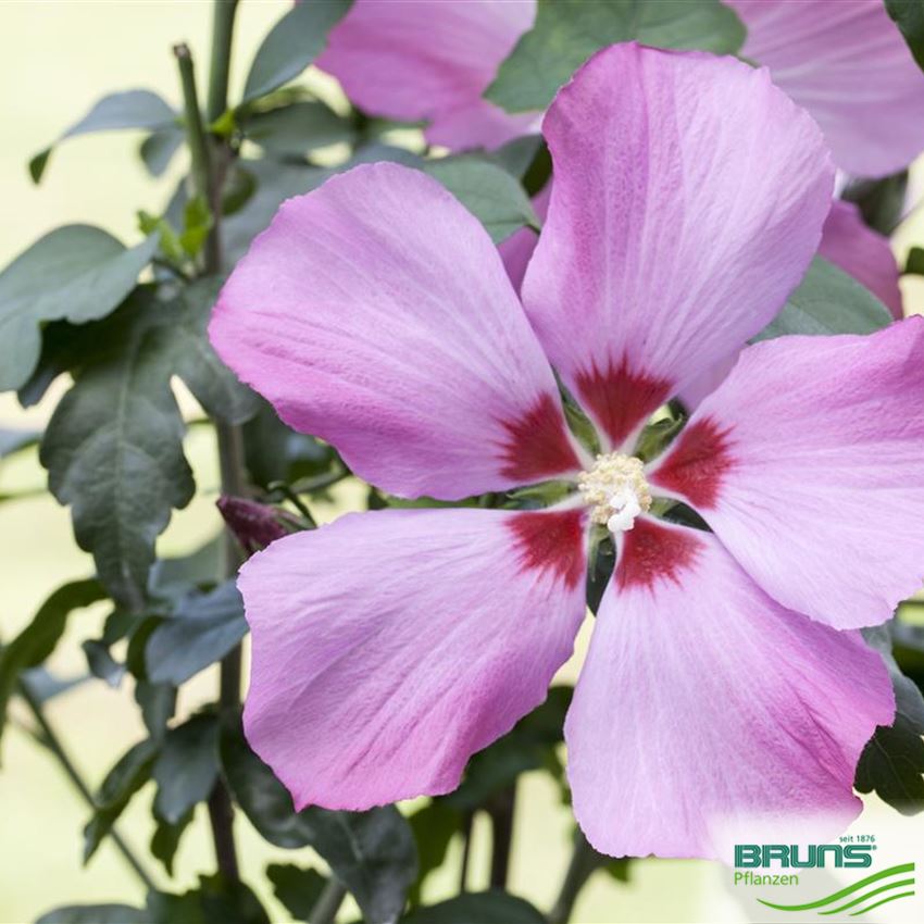 Hibiscus Syriacus Sorten