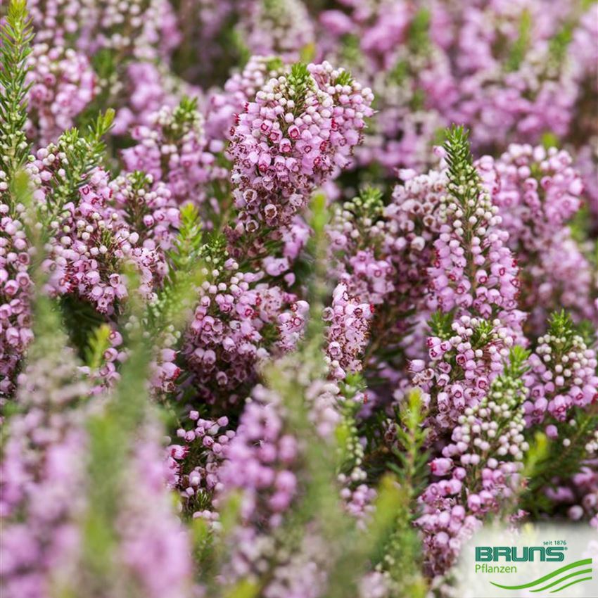 Erica vagans 'St. Keverne' von Bruns Pflanzen