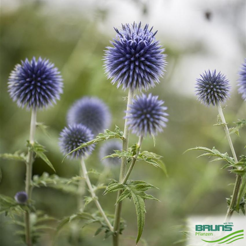 Echinops ritro von Bruns Pflanzen
