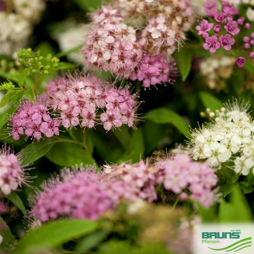Spiraea japonica 'Shirobana' von Bruns Pflanzen