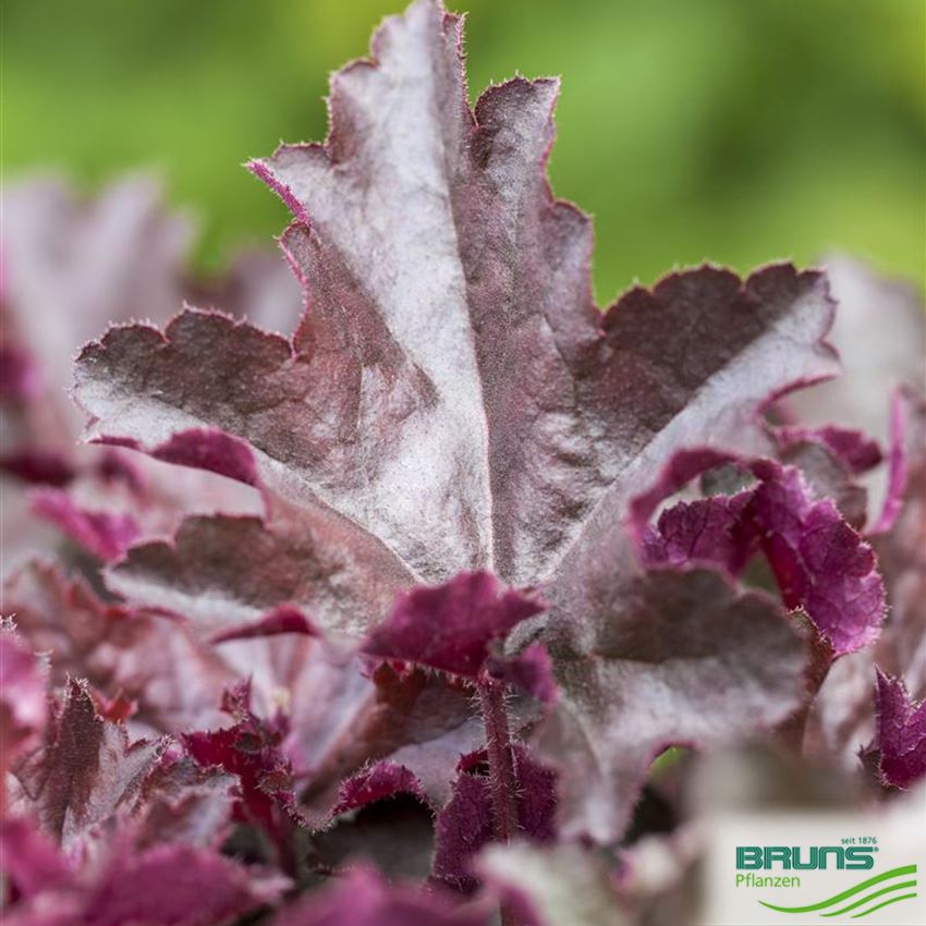 Heuchera 'Chocolate Ruffles' (R) von Bruns Pflanzen
