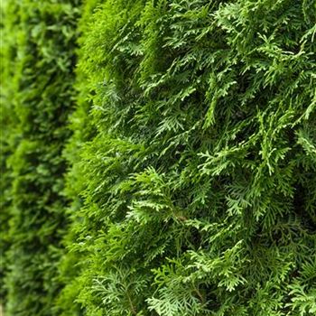 Thuja occidentalis 'Columna' von Bruns Pflanzen