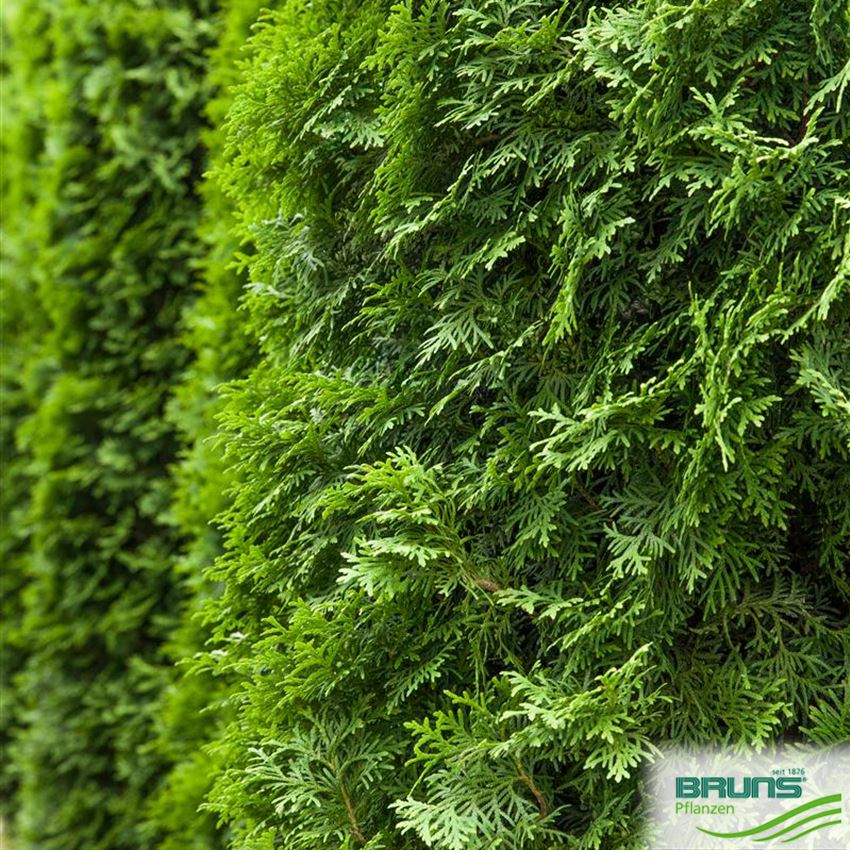 Thuja occidentalis 'Columna', Säulen-Lebensbaum von Bruns Pflanzen