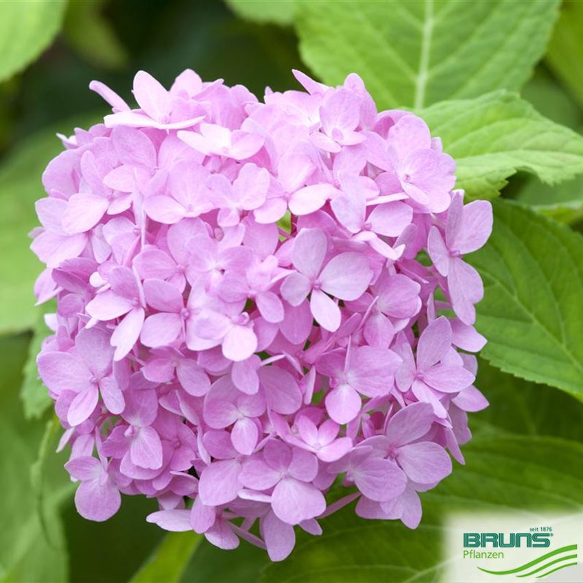 Hydrangea 'Endless Summer' (R) arbor. 'Bella Anna' (R) von Bruns Pflanzen