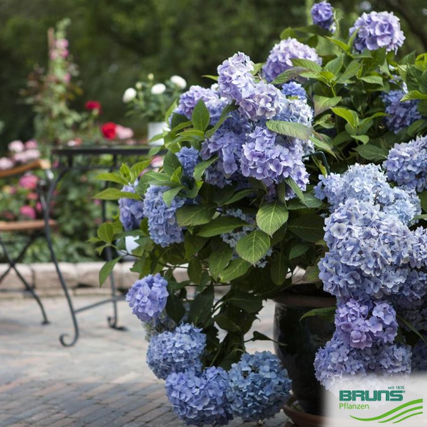 Hydrangea 'Endless Summer' (R) arbor. 'Bella Anna' (R) von Bruns Pflanzen