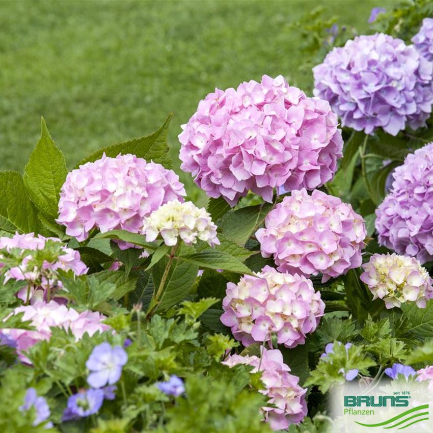 Hydrangea 'Endless Summer' (R) arbor. 'Bella Anna' (R) von Bruns Pflanzen