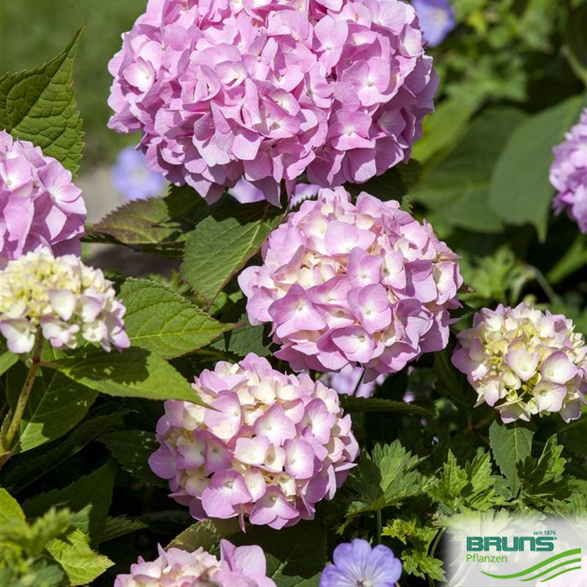 Hydrangea 'Endless Summer' (R) arbor. 'Bella Anna' (R) von Bruns Pflanzen