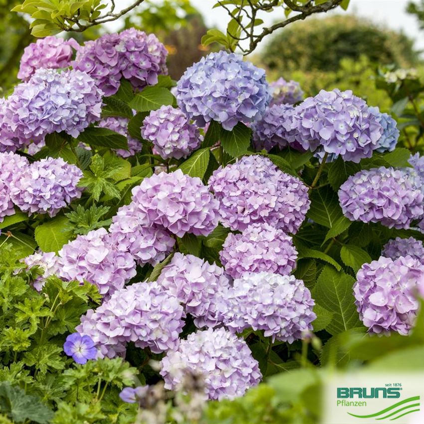 Hydrangea 'Endless Summer' (R) arbor. 'Bella Anna' (R) von Bruns Pflanzen