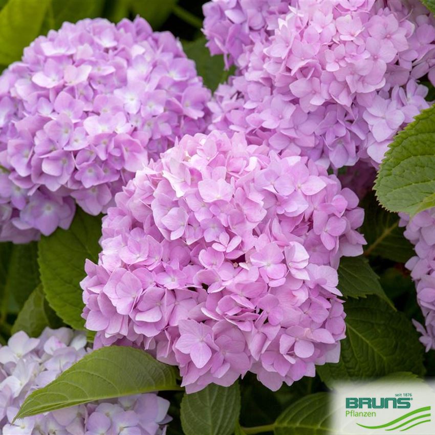 Hydrangea 'Endless Summer' (R) arbor. 'Bella Anna' (R) von Bruns Pflanzen