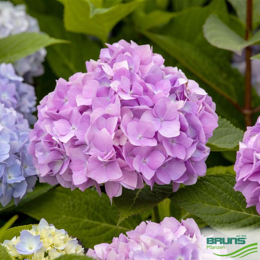 Hydrangea 'Endless Summer' (R) arbor. 'Bella Anna' (R) von Bruns Pflanzen