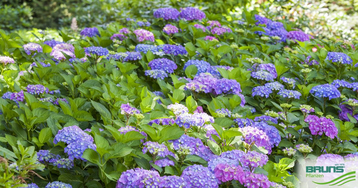 Hydrangea macroph. Hybriden in Sorten von Bruns Pflanzen