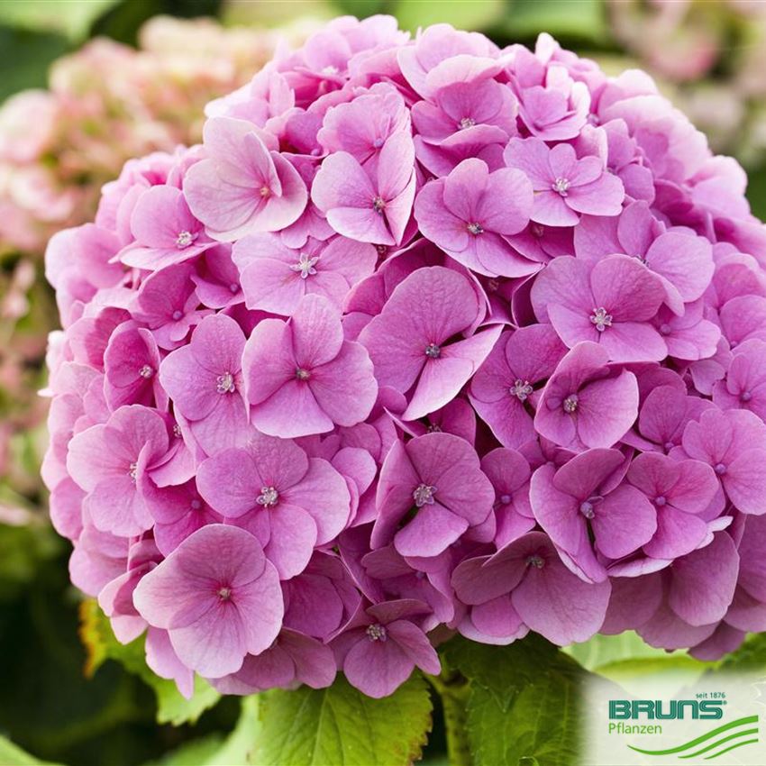 Hydrangea macroph. Hybriden in Sorten von Bruns Pflanzen