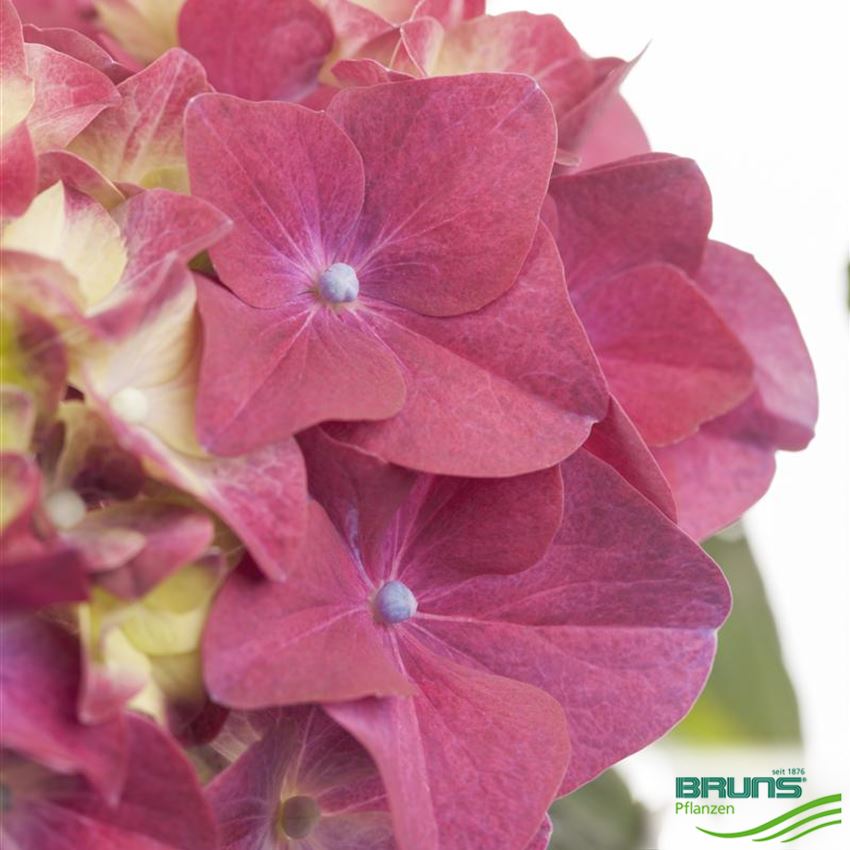 Hydrangea macroph. Hybriden in Sorten von Bruns Pflanzen