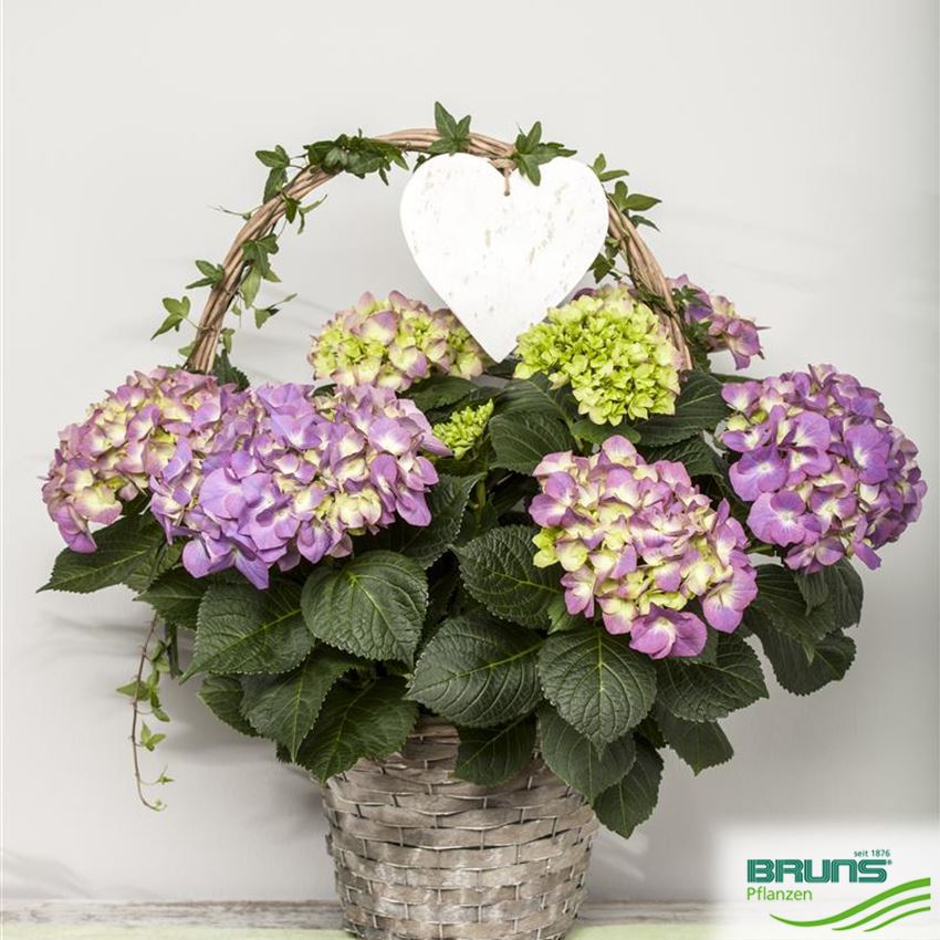 Hydrangea macroph. Hybriden in Sorten von Bruns Pflanzen