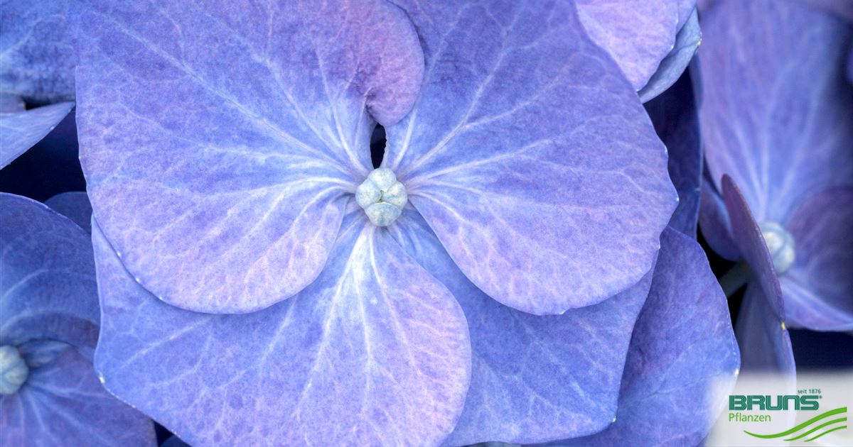 Hydrangea macrophylla 'Bela' von Bruns Pflanzen