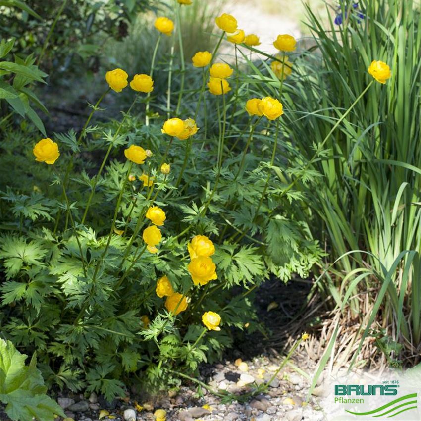 Trollius europaeus von Bruns Pflanzen