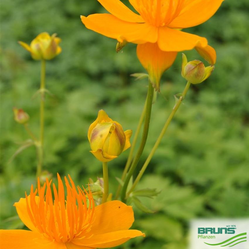 Trollius europaeus von Bruns Pflanzen
