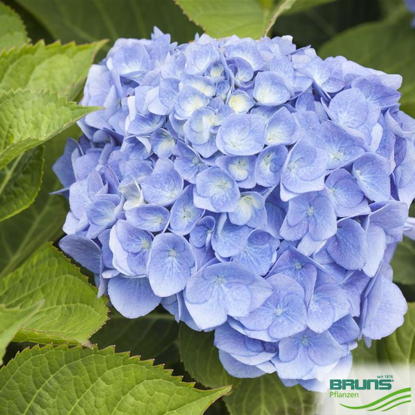 Hydrangea macrophylla 'Bela' von Bruns Pflanzen