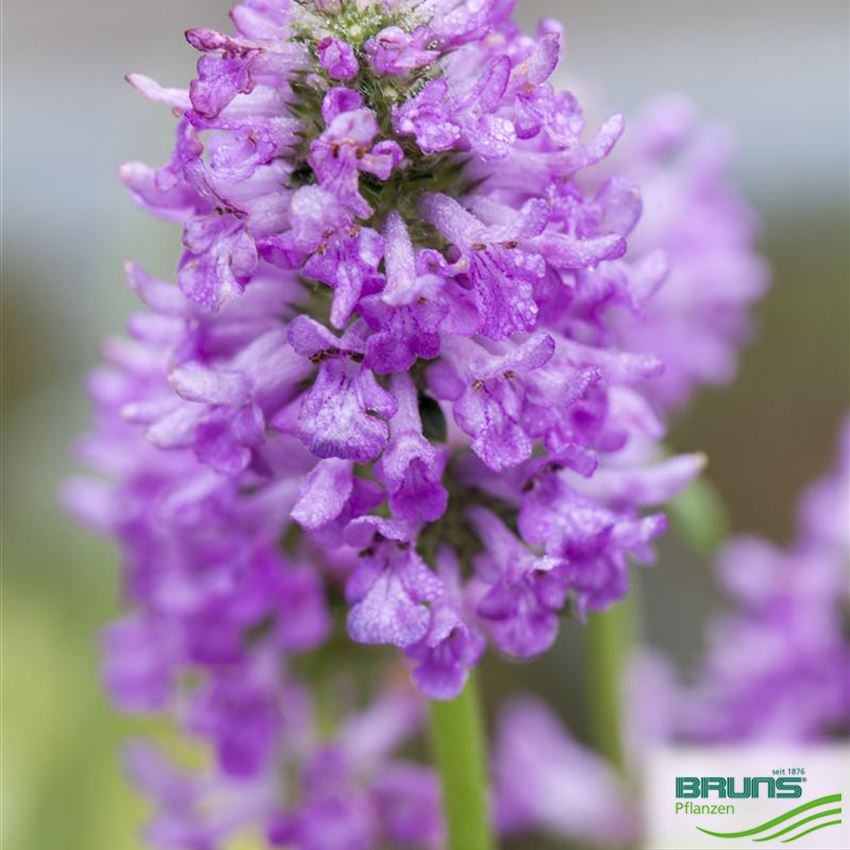 Stachys monnieri 'Hummelo' von Bruns Pflanzen