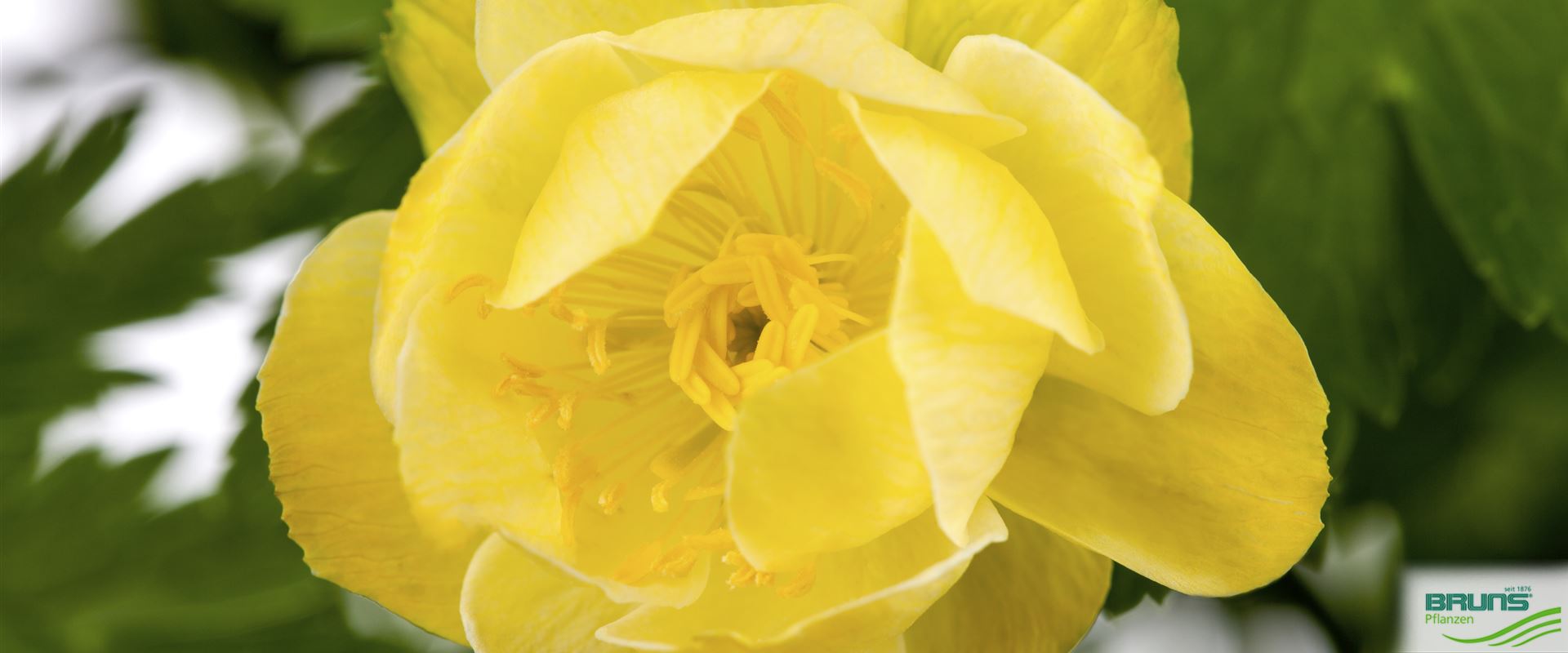 Trollius x cultorum 'Alabaster' von Bruns Pflanzen