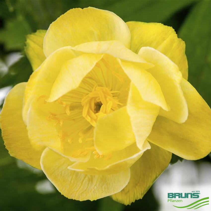 Trollius x cultorum 'Alabaster' von Bruns Pflanzen
